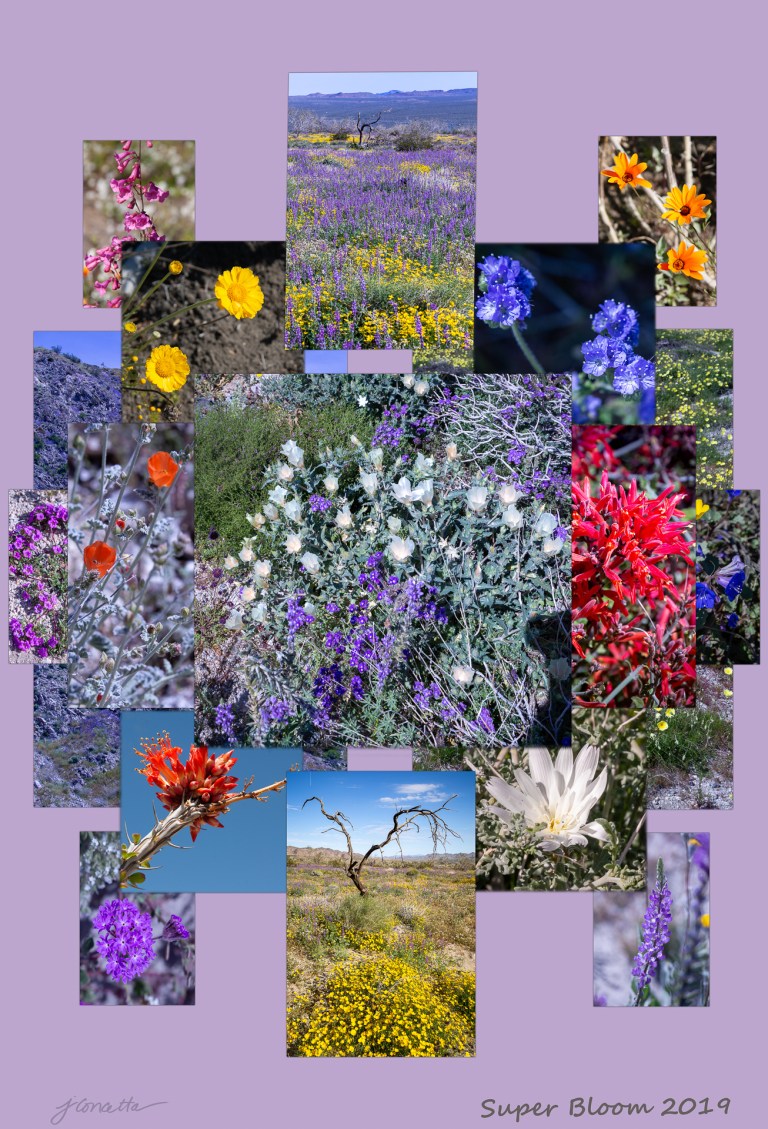 Super Bloom – The Poster – Joan Biordi Photo